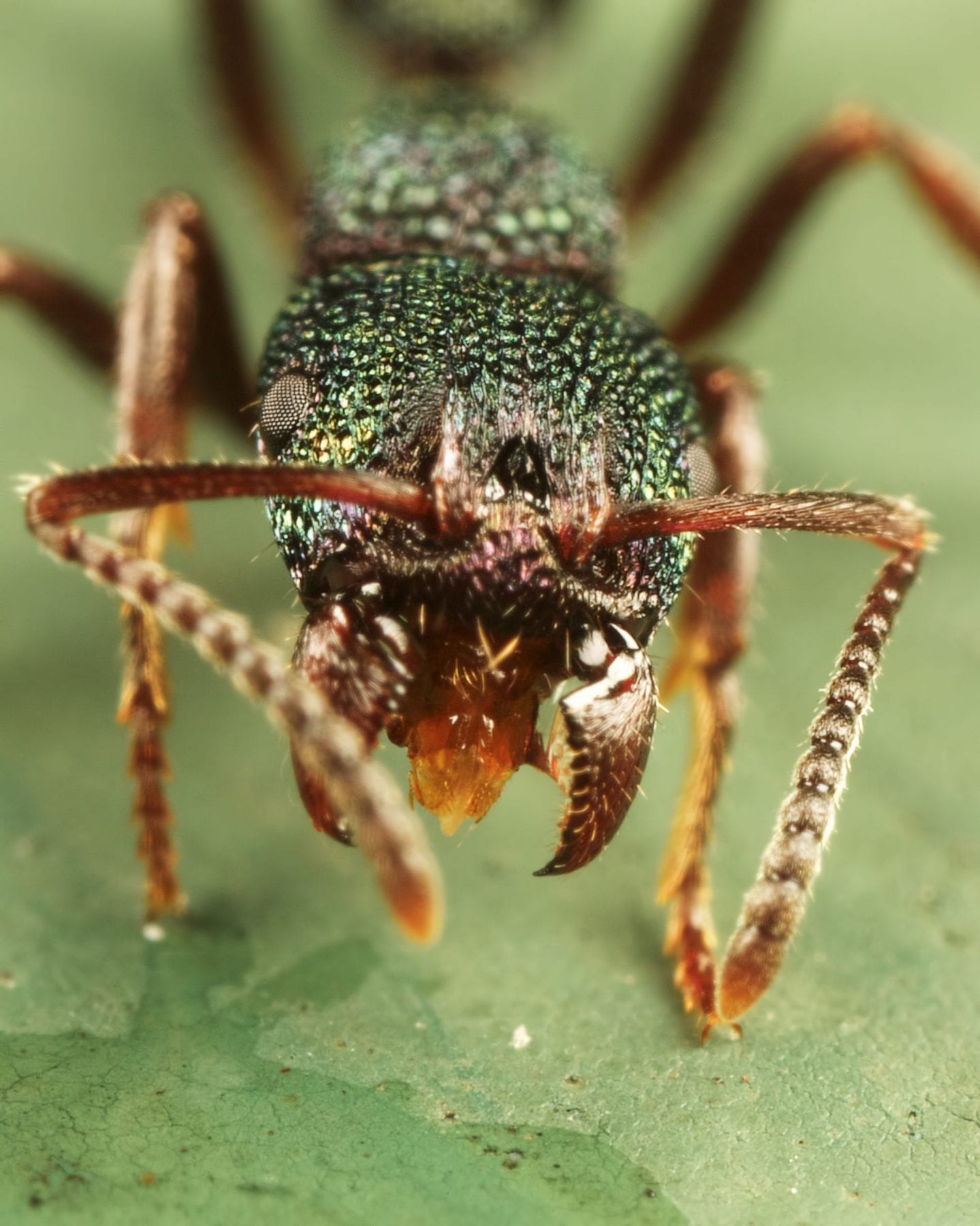 A Quick Guide to Common Australian Ants – Ivey's Carpet Cleaning, Pest ...